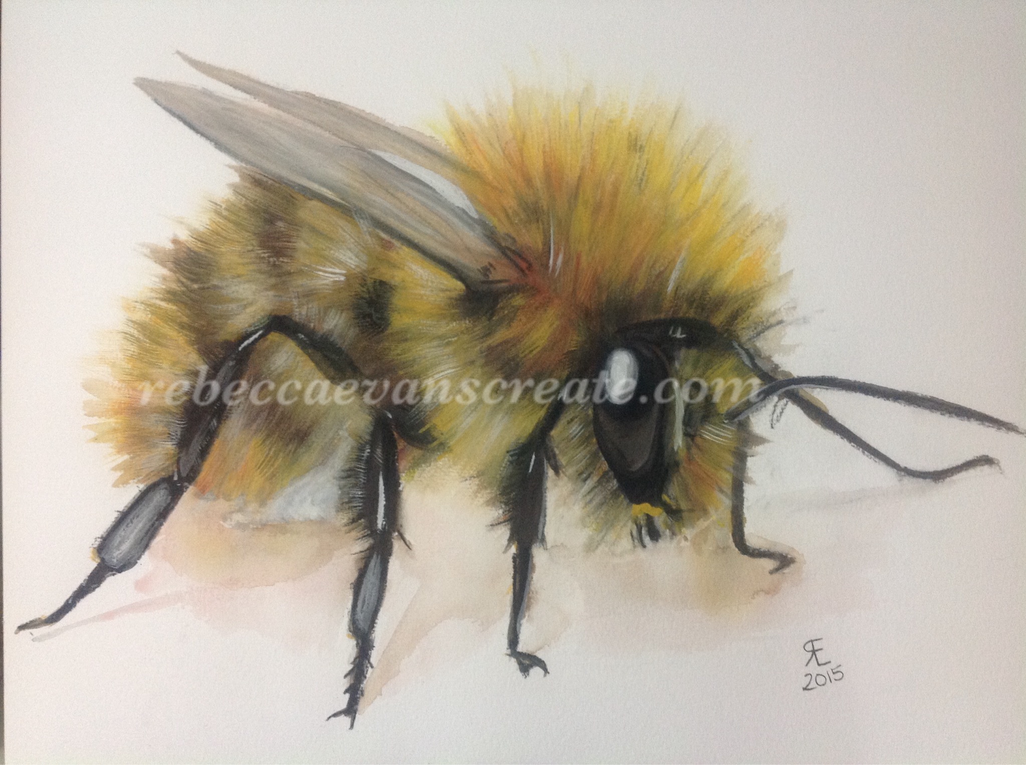 Very large bumblebee watercolour | RebeccaEvans Create