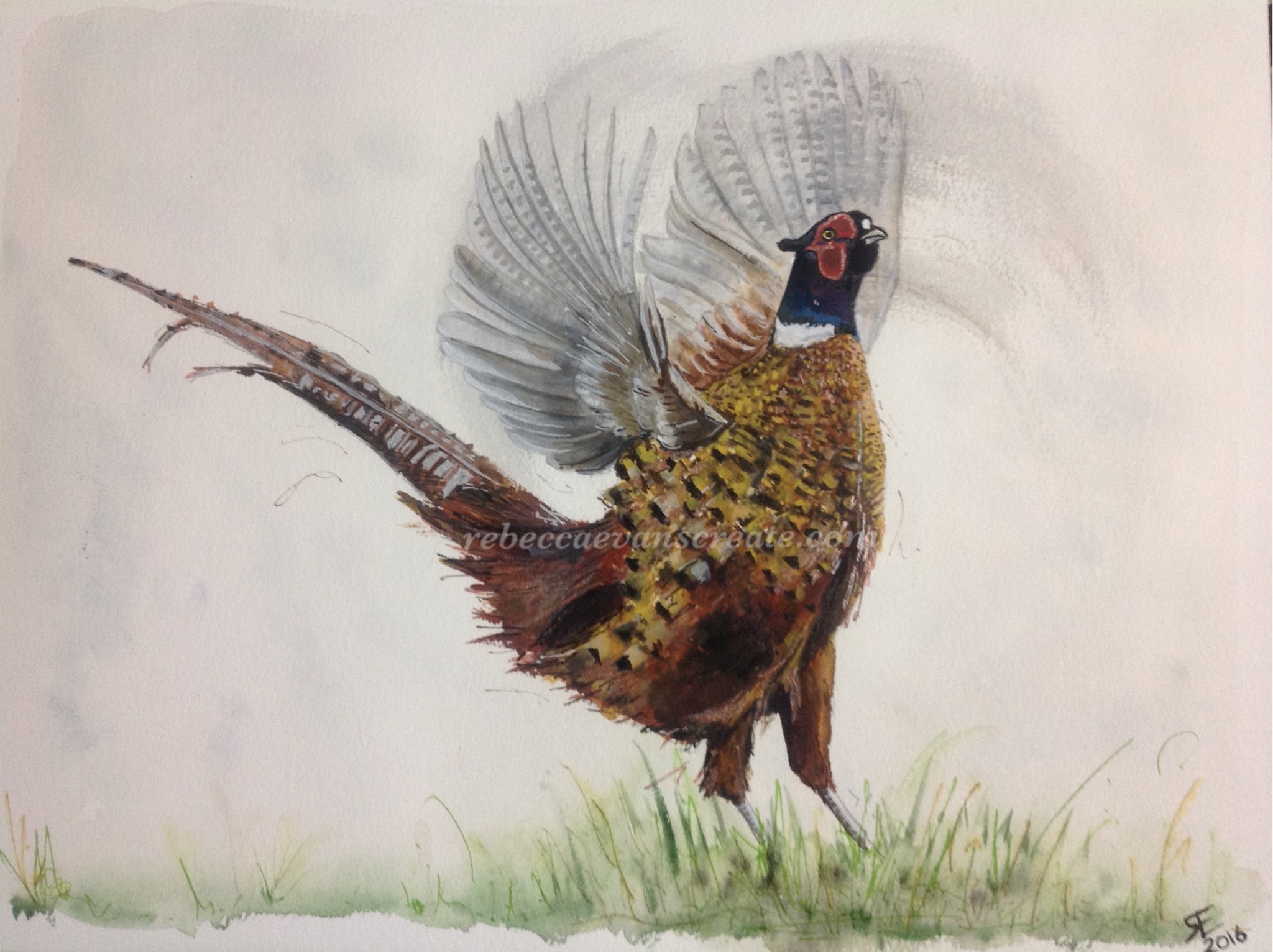‘Startled’ Draw-a bird-day watercolour pheasant | RebeccaEvans Create